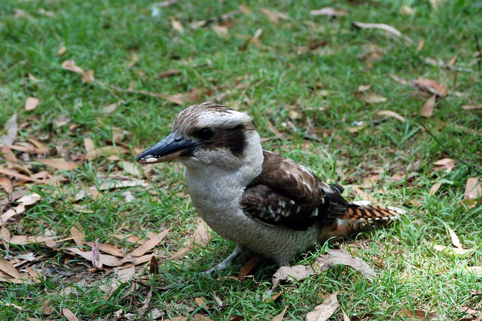 Welches australische Tier bist du? - PASCH-Initiative